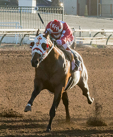 2022 Stallion Auction – Idaho Quarter Horse Racing