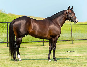 2022 Stallion Auction – Idaho Quarter Horse Racing