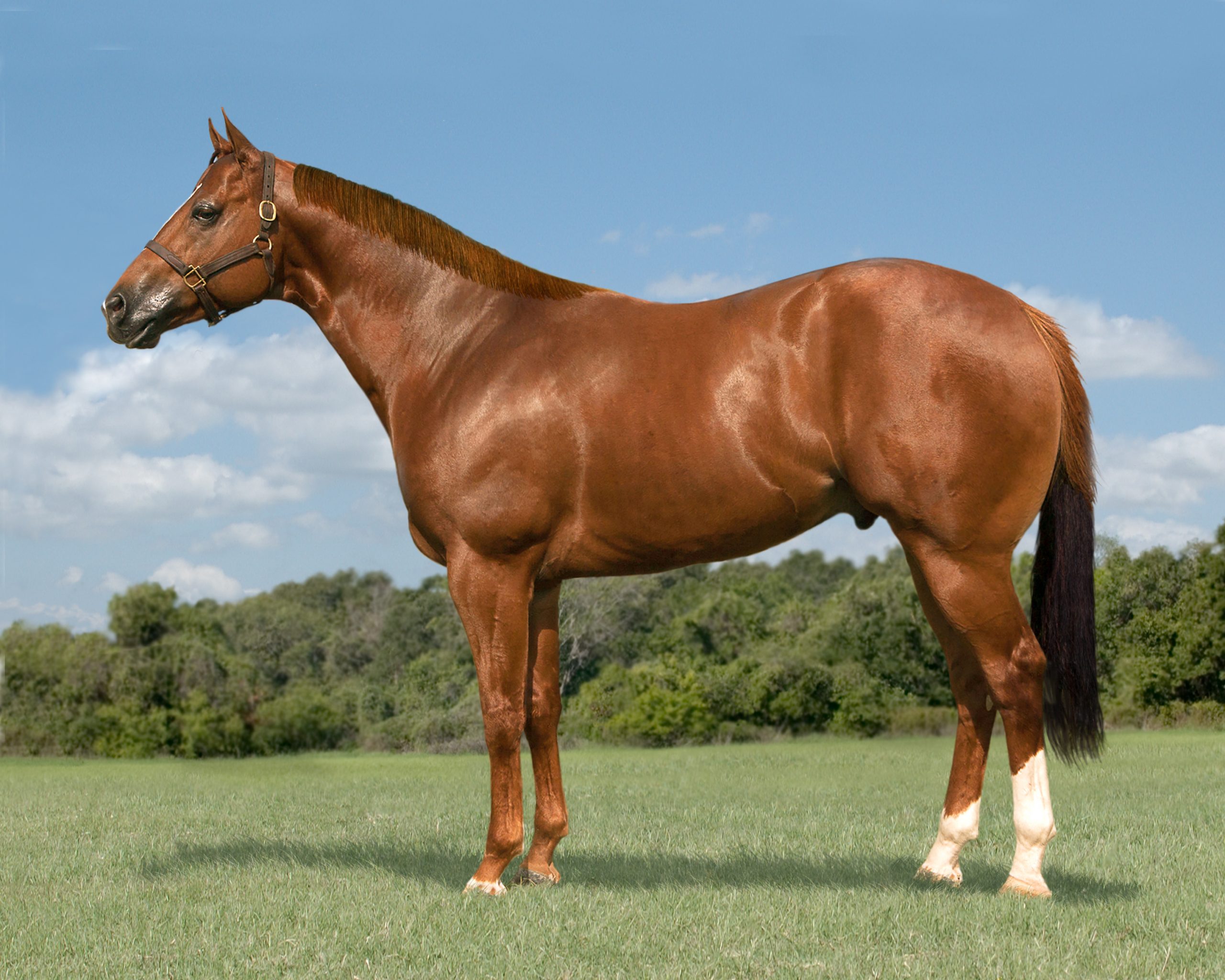 2022 Stallion Auction – Idaho Quarter Horse Racing